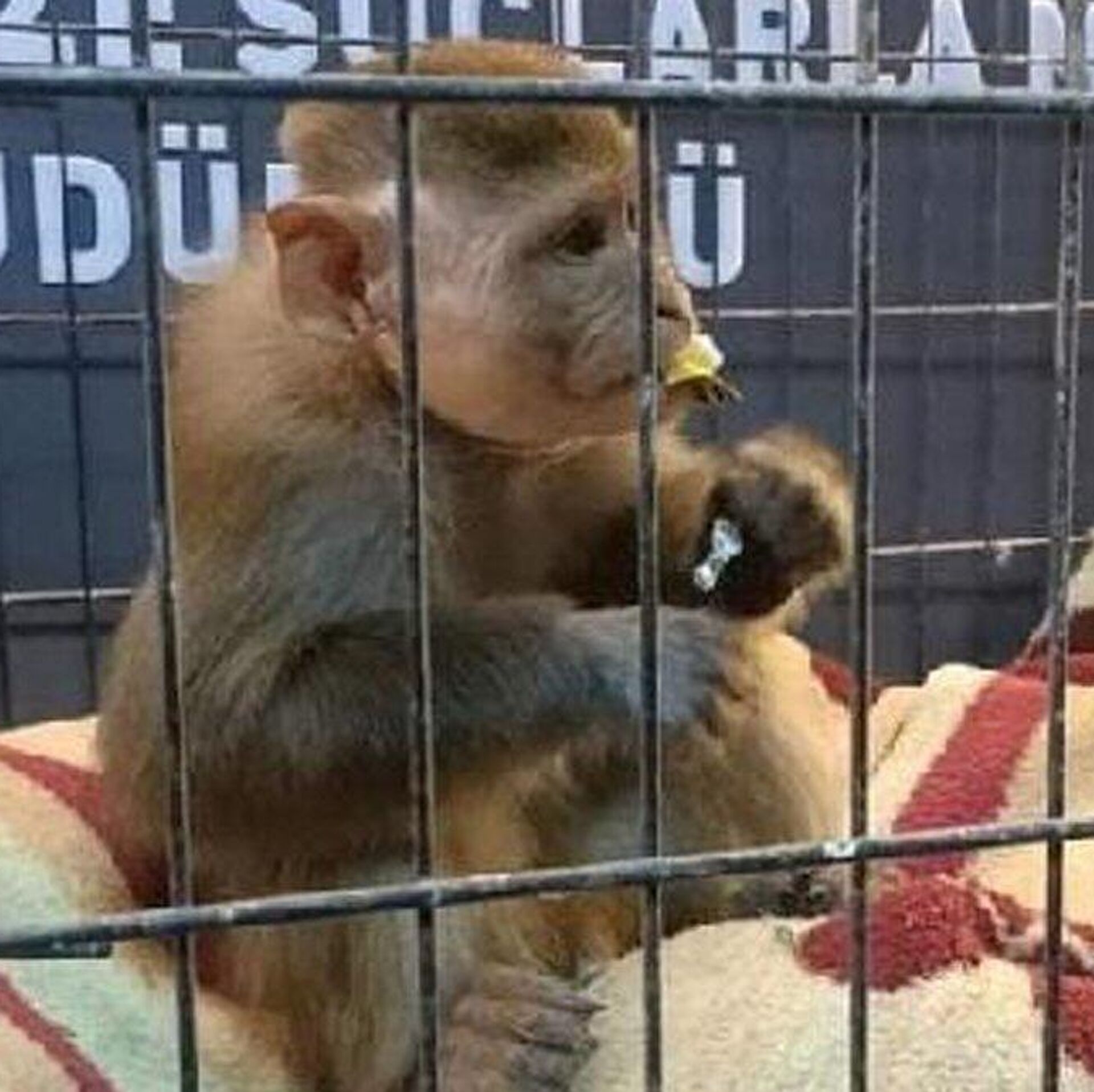 Elinden alınan maymunu hayvanat bahçesinden kaçırdı - 03.12.2022 ...